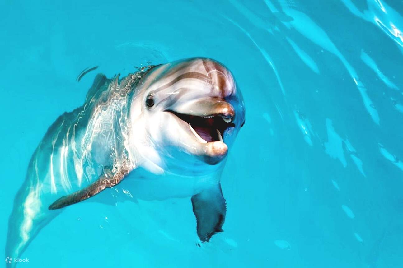 Ultimate Red Sea Adventure: Dolphin Watching, Snorkeling & Lunch ...