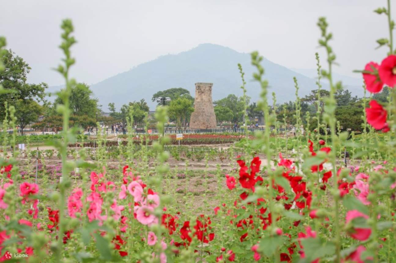 Gyeongju Cherry Farm Tour From Busan - Klook États-Unis