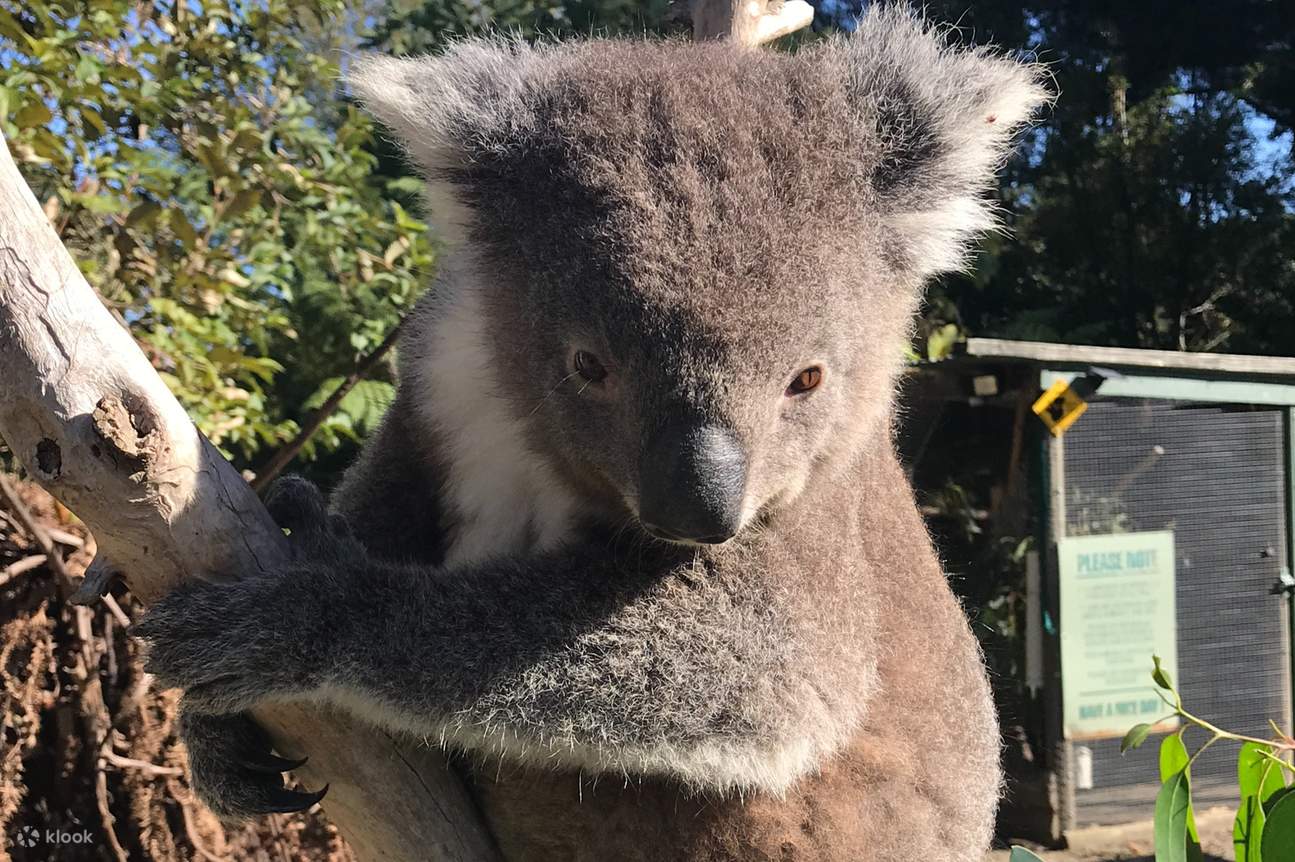 Tour di un giorno della Great Ocean Road da Melbourne, in Australia ...