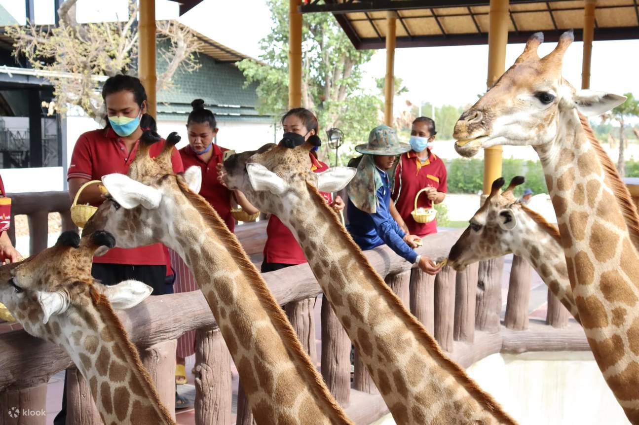 Ayutthaya cafe with thai costume Tour - Klook Australia