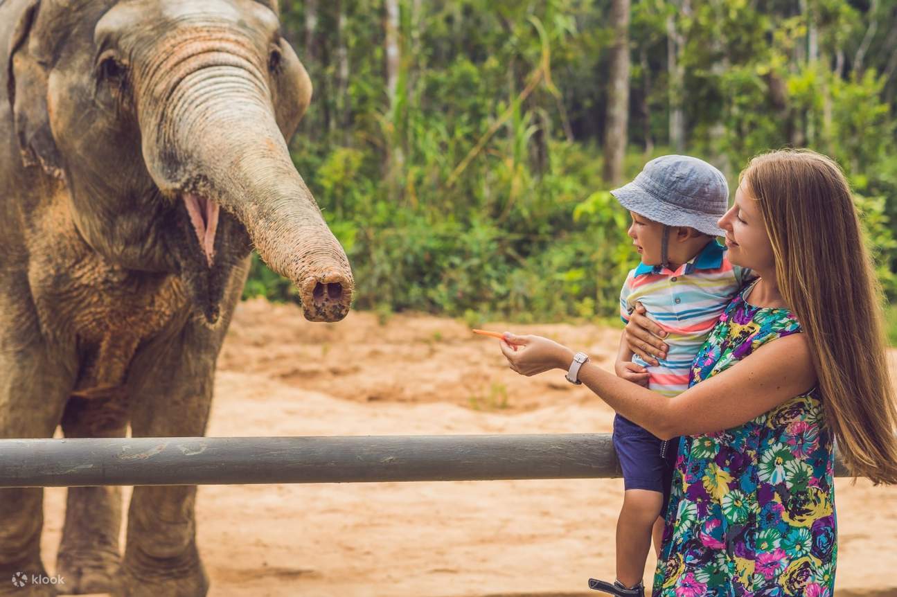 Elephant Jungle Journeys: Chiangmai's Best Budget Deals Await! - Klook