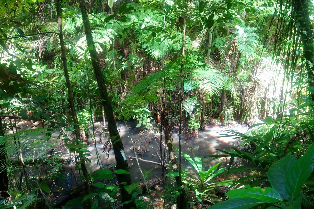 Singapore Forest and Rail Track Hike By X-Trekkers - Klook