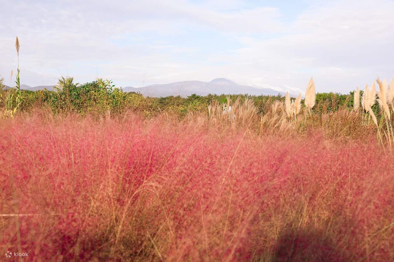 Jeju Fall Foliage, Tangerine Picking, Pink Muhly & Silver Grass Tour ...