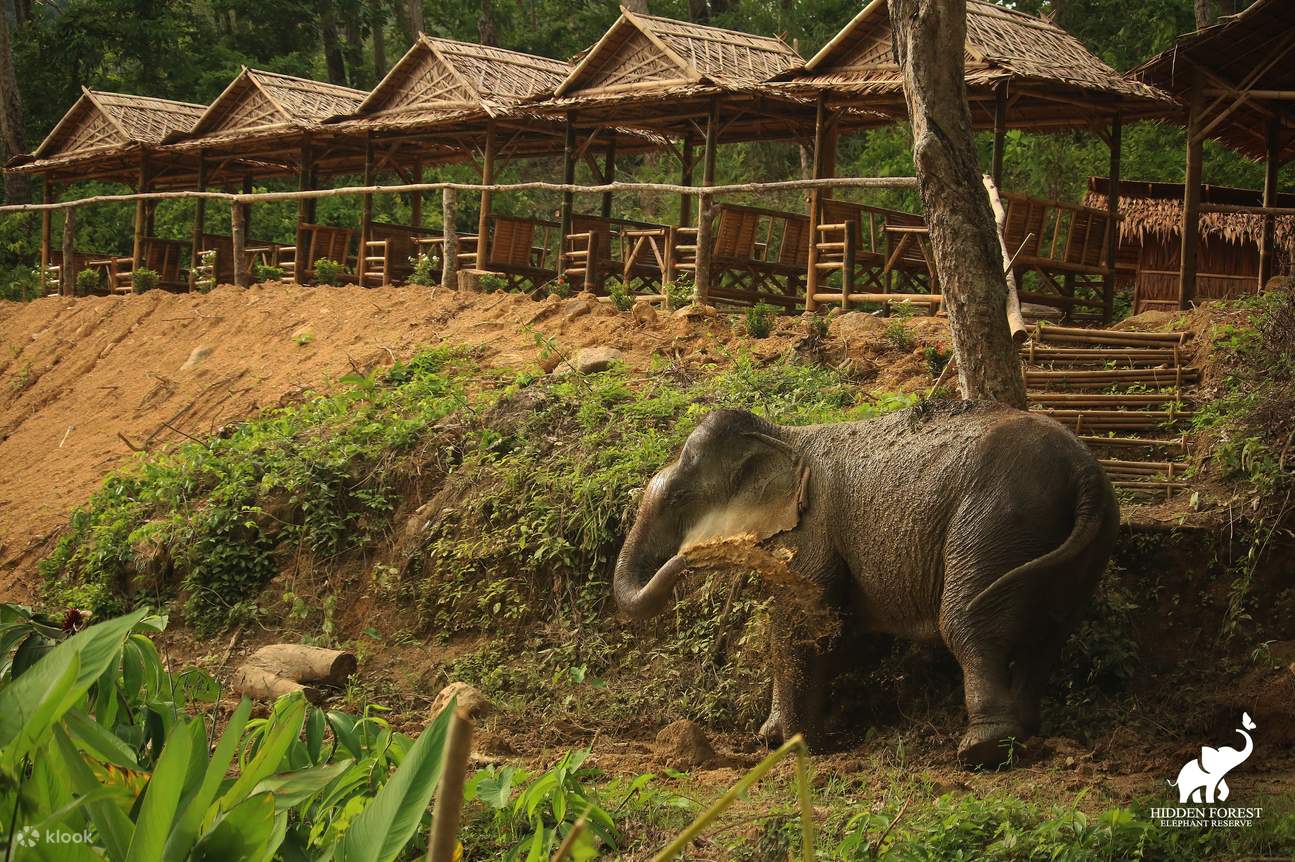 Join In Phuket Hidden Forest Elephant Reserve Sanctuary Experience in ...