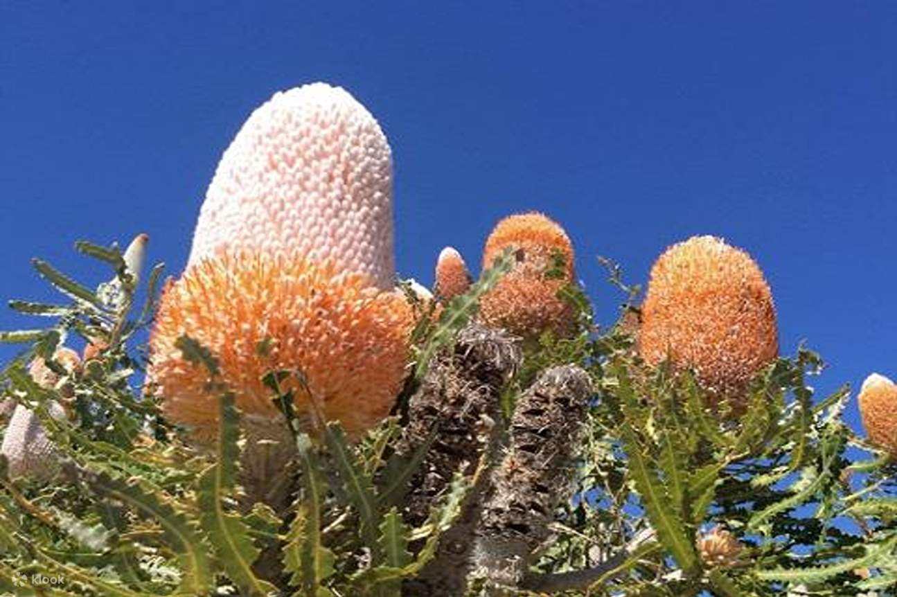 Pinnacles and Lancelin Sand Dunes Full Day Tour in Perth Bus Tour ...