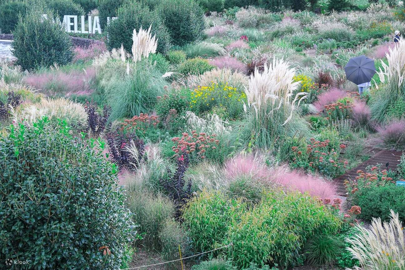 Jeju Fall Foliage, Tangerine Picking, Pink Muhly & Silver Grass Tour ...