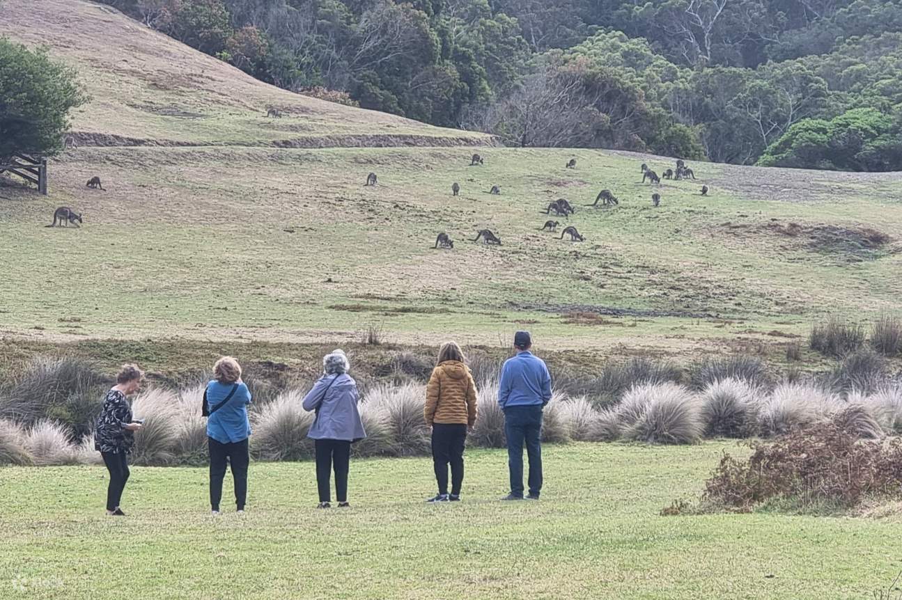 Great Ocean Road Tours from Melbourne Premium - Klook