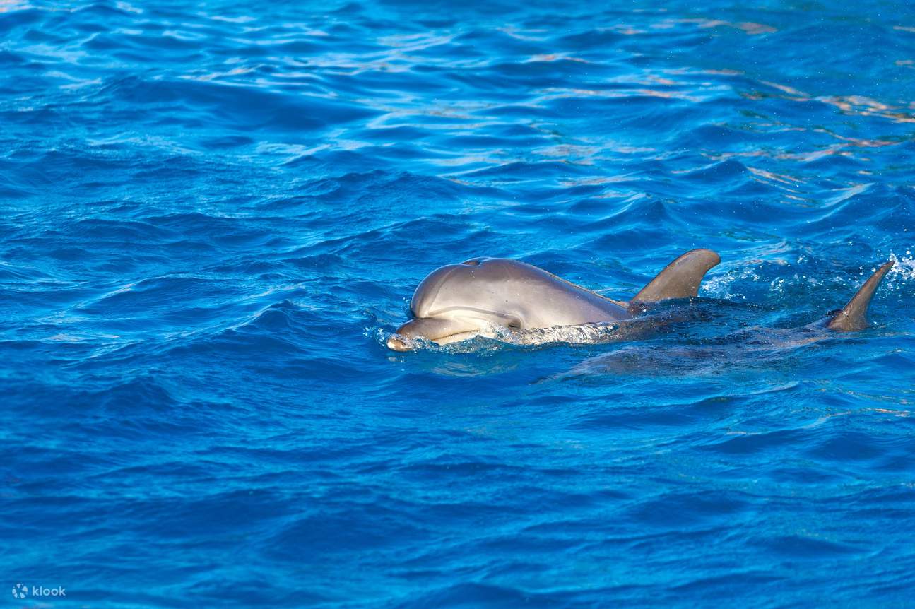 Dolphin House Reef Snorkeling Sea Trip With Transfer - Marsa Alam ...