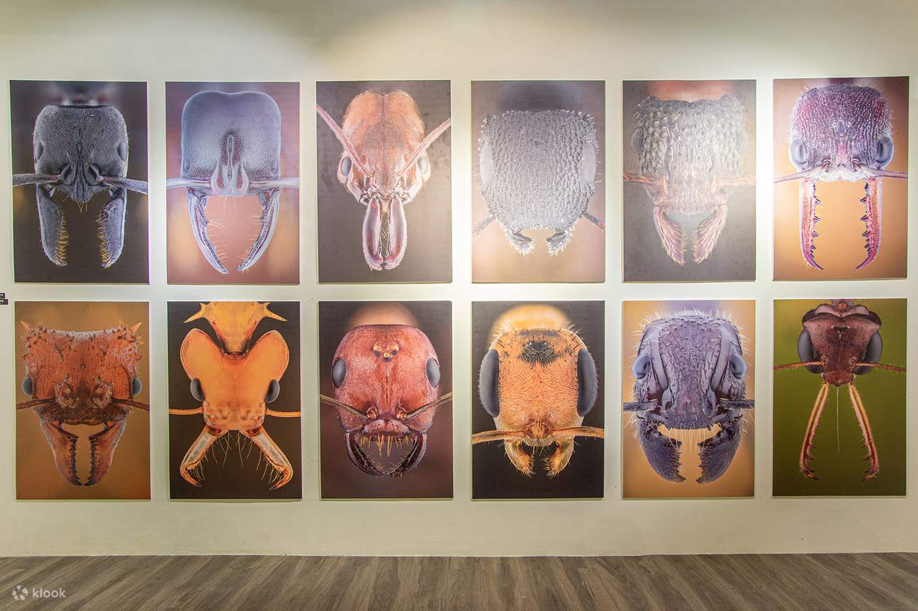 Ant Kingdom Eco Museum - Klook Hong Kong