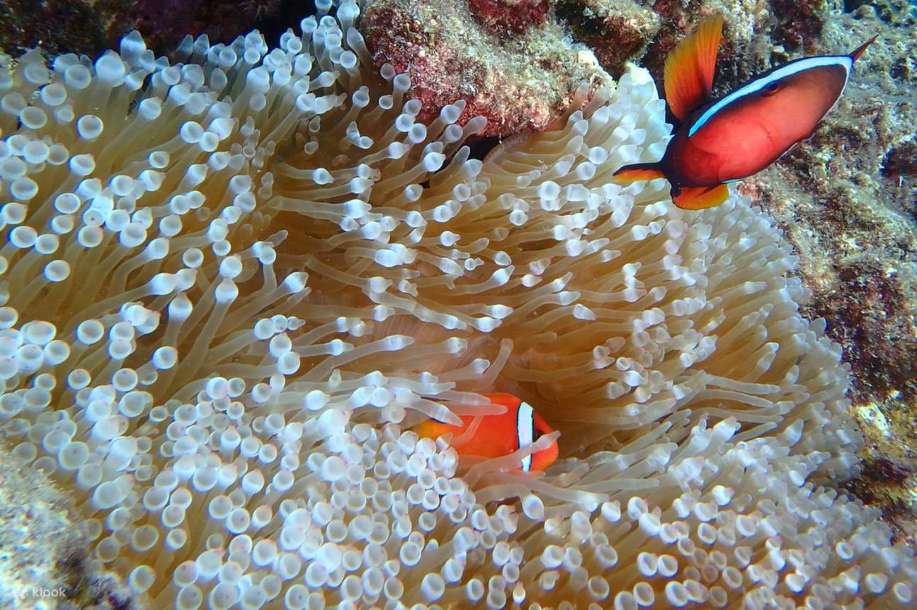 Immersive Okinawa Blue Caves: Snorkeling / Diving Experience, Choose ...