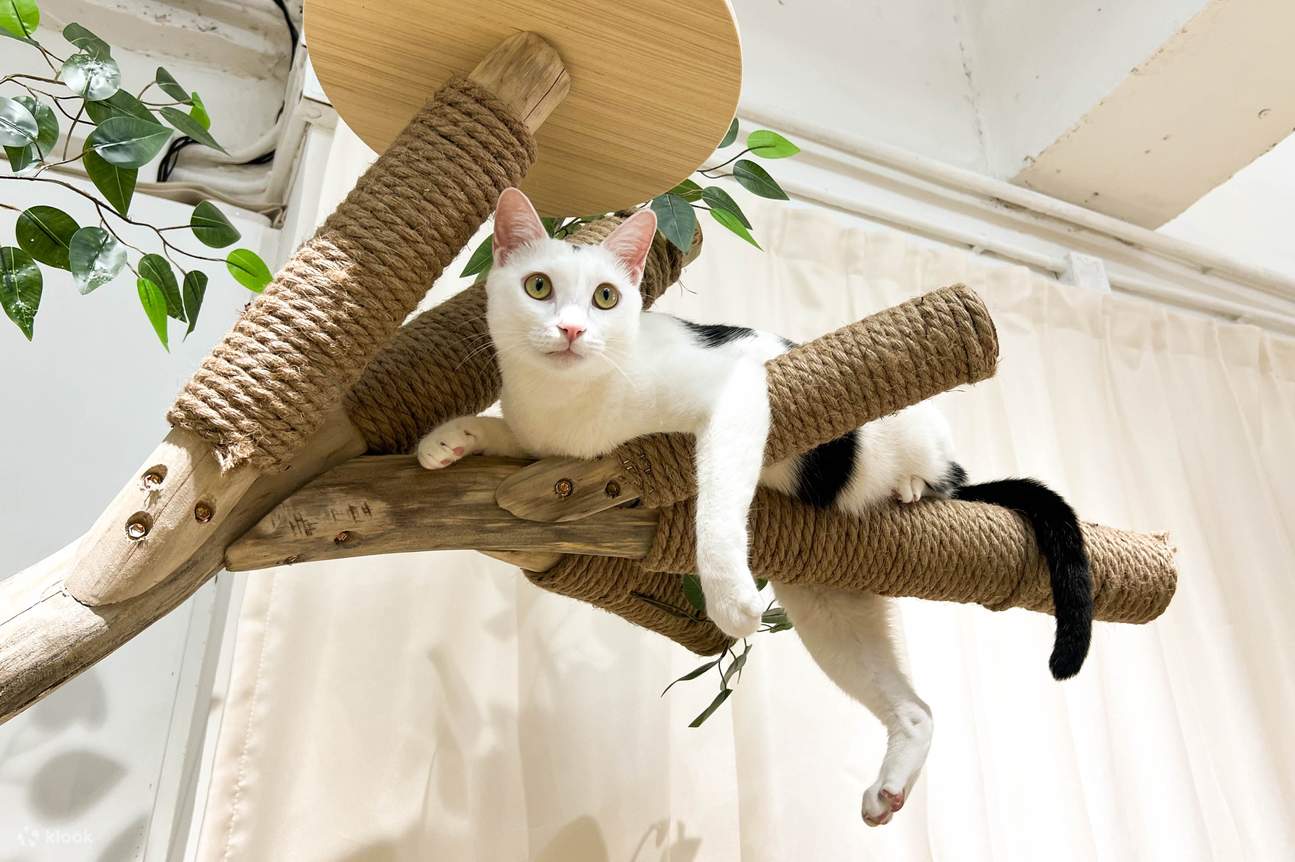 Catwalk Hotel - 홍콩의 고양이 호텔일 - 클룩 Klook 한국