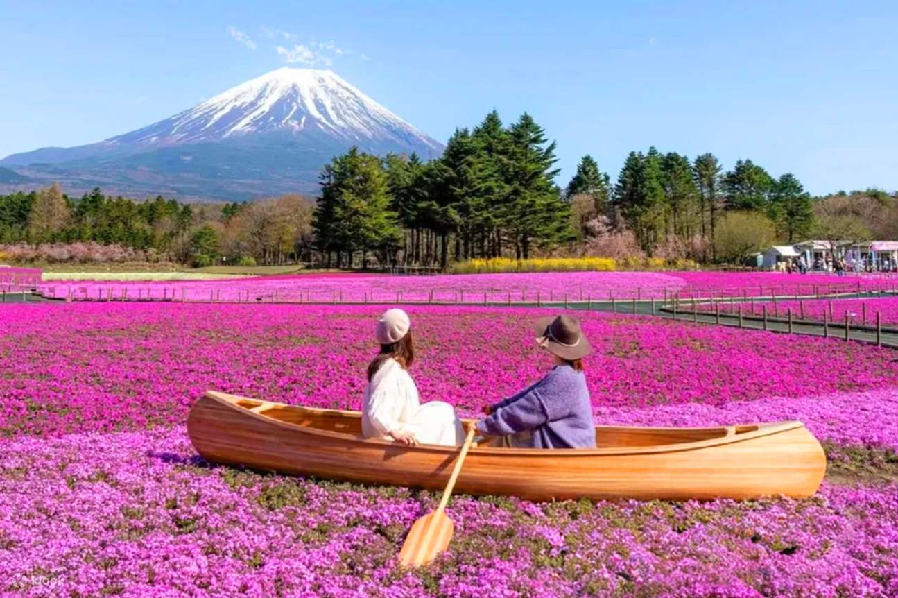 Motosu Lake Moss Phlox & Kawaguchiko Oishi Park Cherry Blossoms & Mt ...