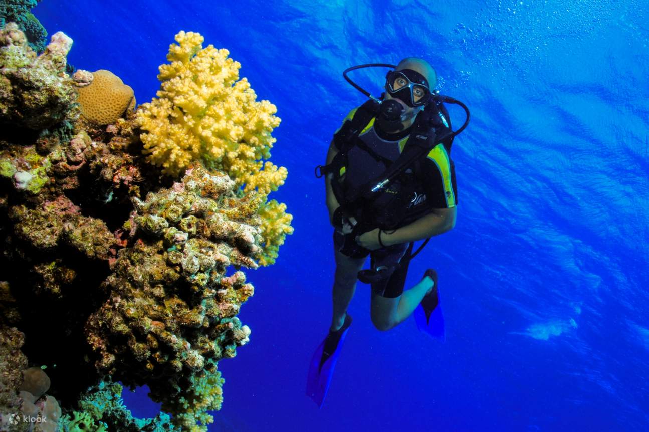 Scuba Diving Boat 2 Stops Diving for beginners & Lunch – Marsa Alam ...