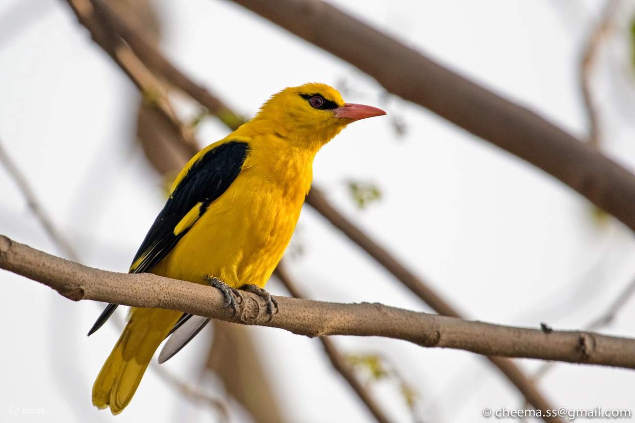 same day patna bird century trip from delhi - Klook Hong Kong