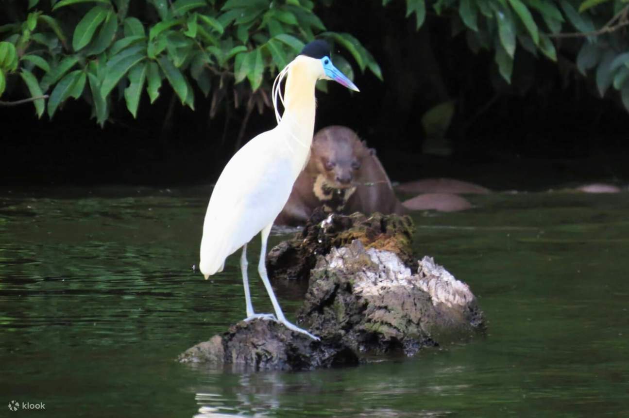 Immerse in Nature: 6 Days Manu Reserved Zone Tour for Unforgettable ...