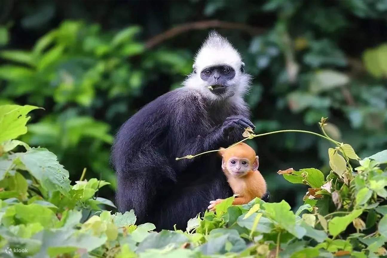 4-Day Guangxi Chongzuo Leisure Tour (Luxury LUX Resort + Mingshi Nali ...