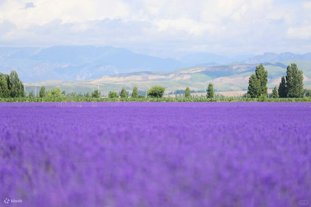 7-Day Xinjiang Wilderness Ili First Class 1+1 (Five Scenic Spots Self ...