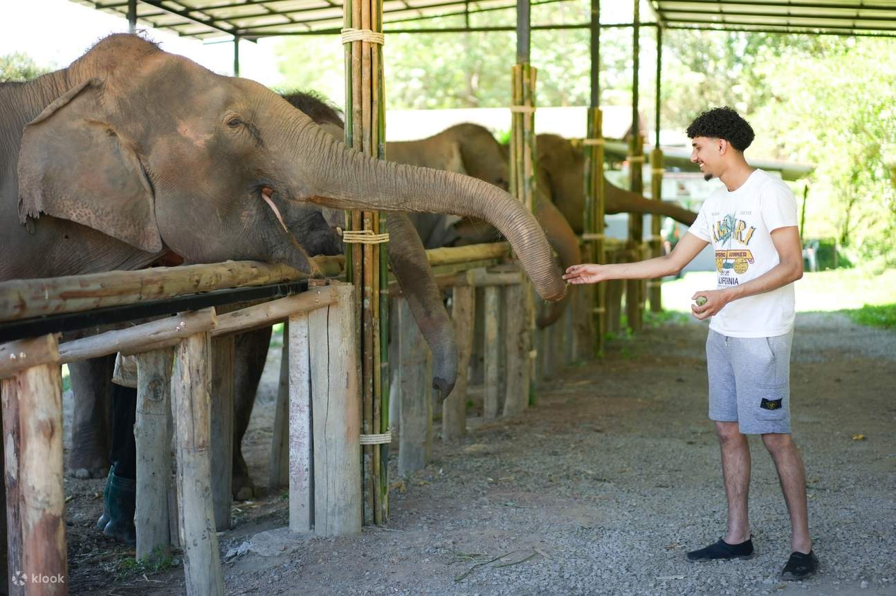 Jungle Jumbo Elephant Camp in Chiang Mai - Klook Philippines
