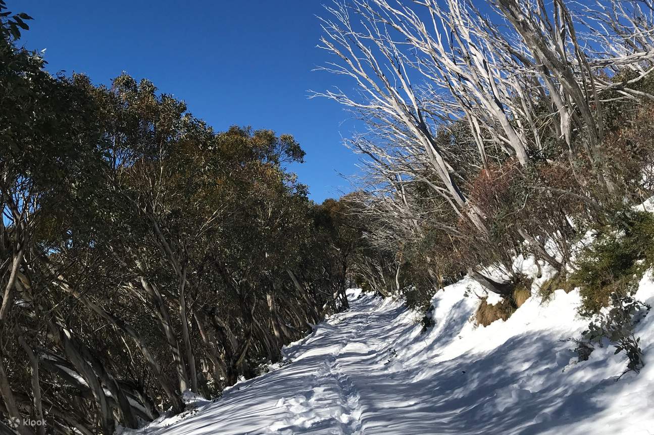 Visita guiada al monte Buller desde Melbourne - Klook Estados Unidos