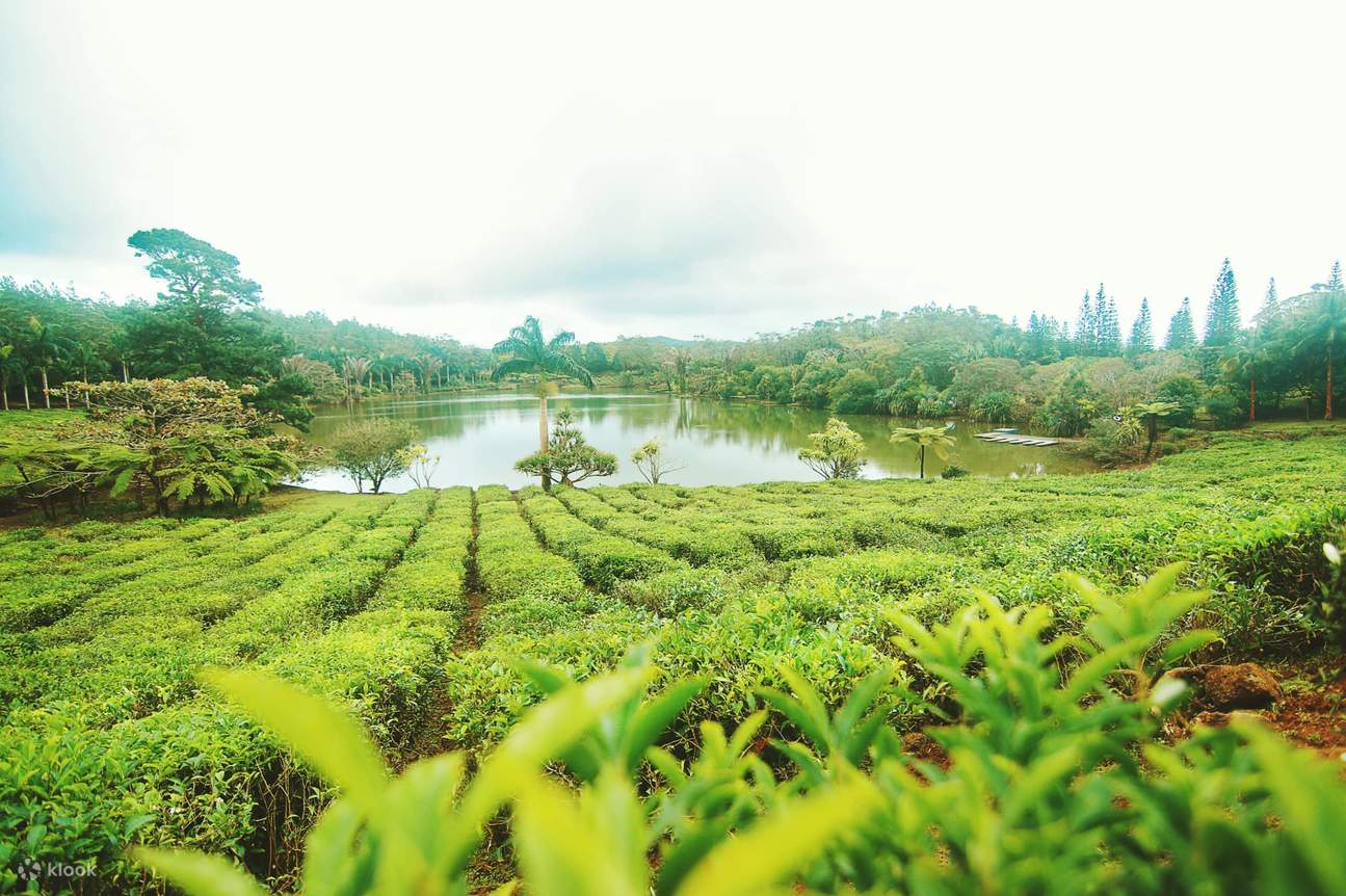 Discover Mauritius: The Tea, Rum, and Vanilla Route with Lunch and Pick ...