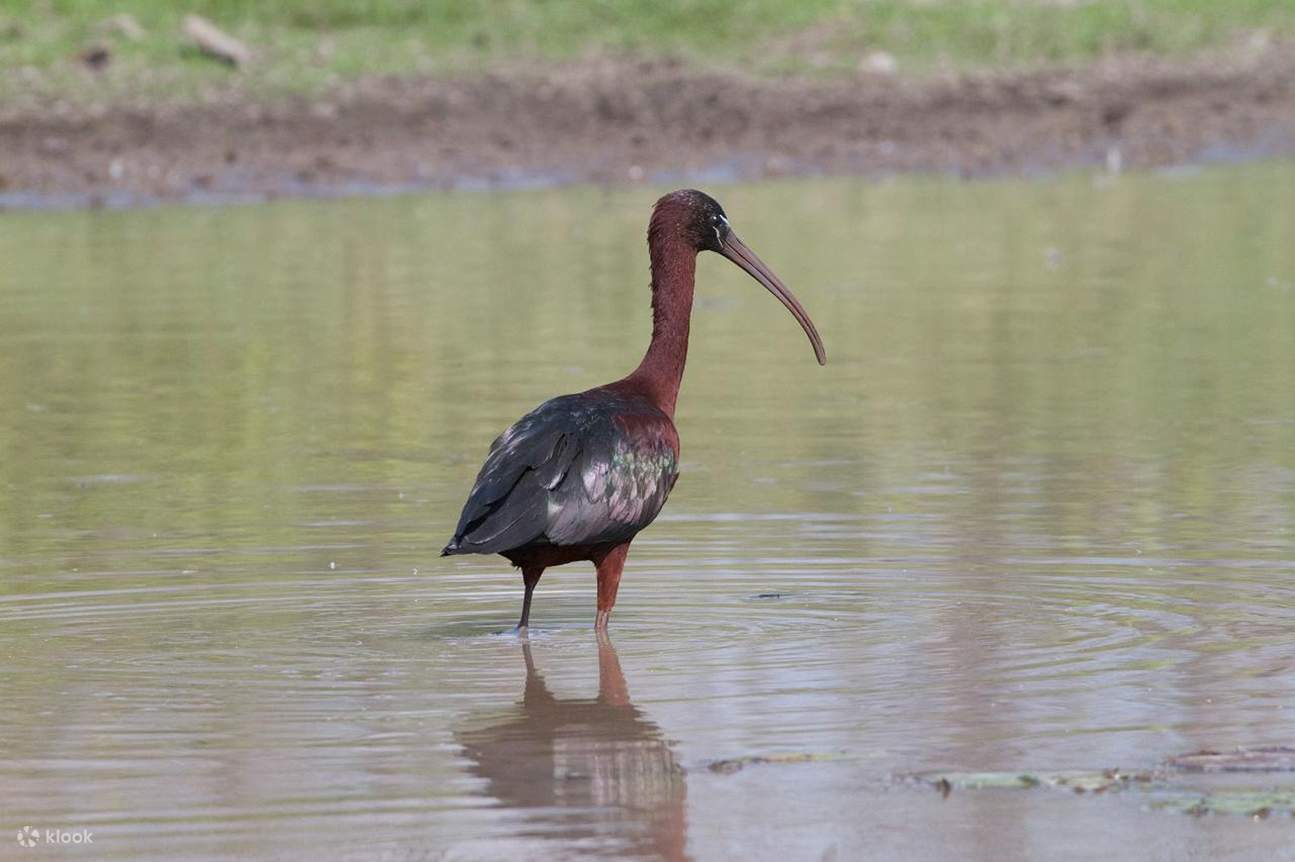 Wetland Experience 1-Day Boat Tour di Darwin - Klook Indonesia