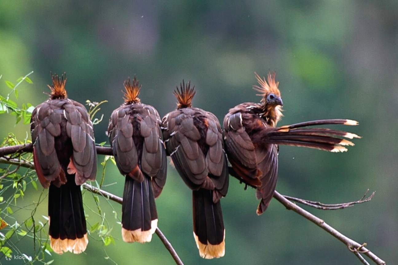 Immerse in Nature: 6 Days Manu Reserved Zone Tour for Unforgettable ...