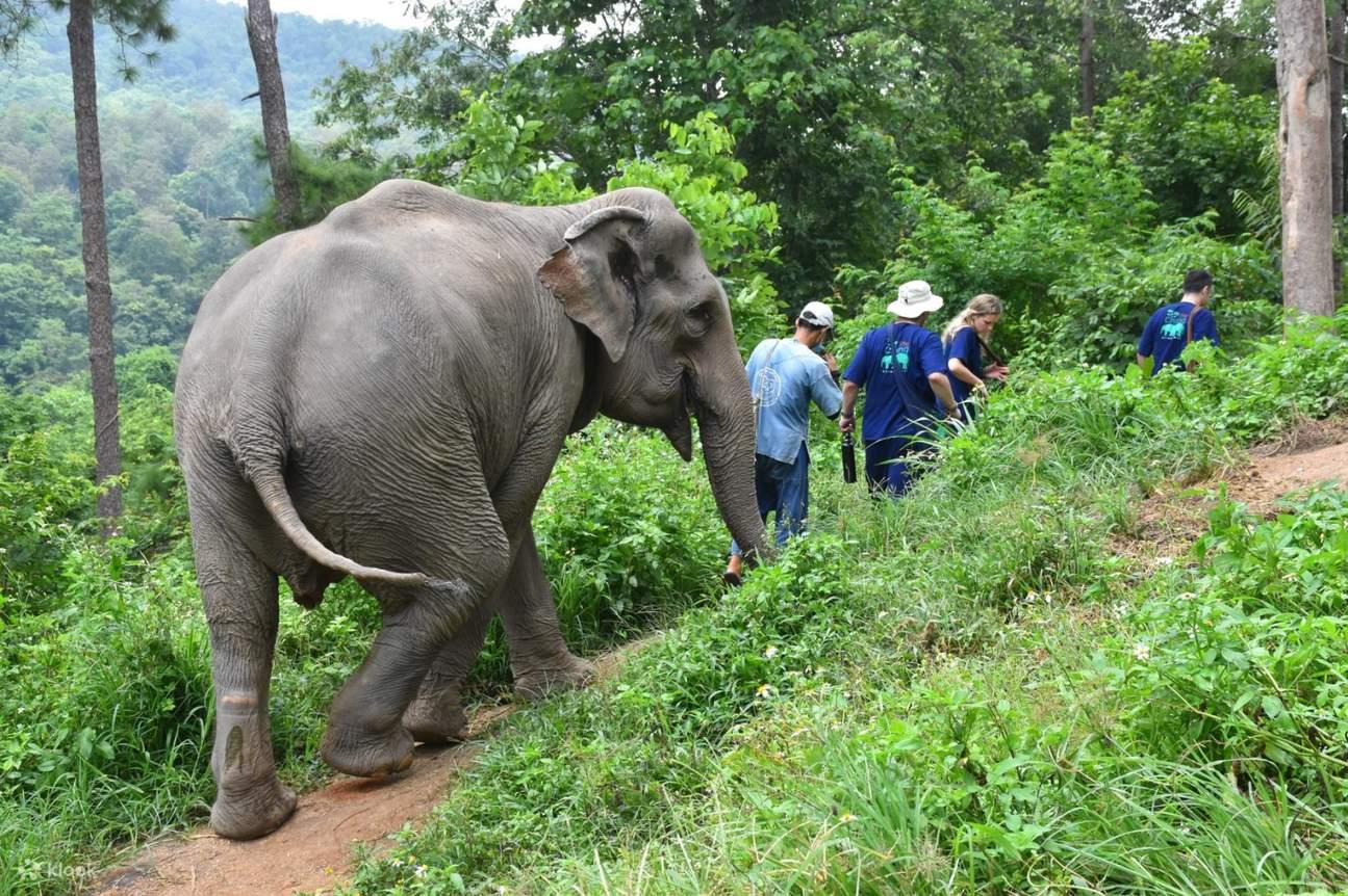Chiang Mai Elephant Conservation Foundation ( Maesa Elephant Camp ...