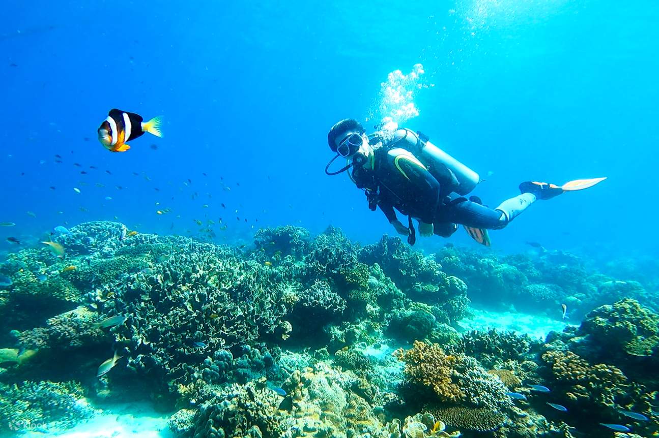 开放水域潜水员认证 在 Mactan Cebu 学习水肺潜水 Klook客路