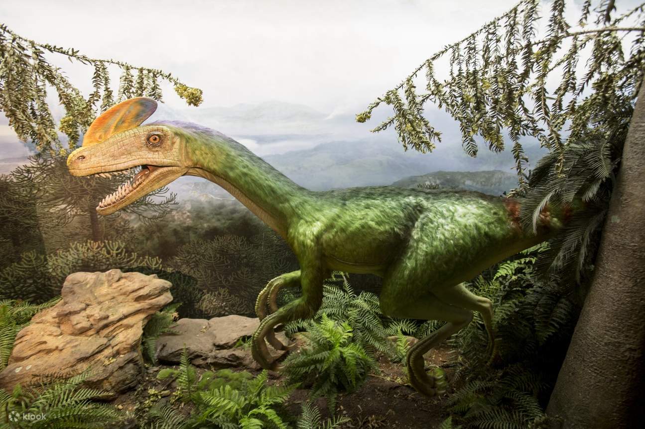 Australian Museum Ticket in Sydney - Klook