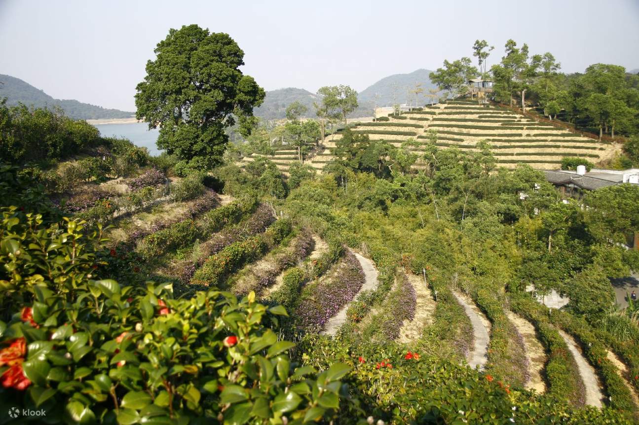 Shenzhen Knight Valley & Tea Stream Valley Ticket - Klook India