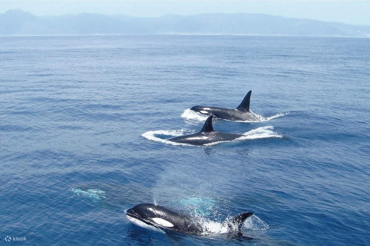 Hualien: Whale World Whale Watching Eco-Tour - Klook Australia