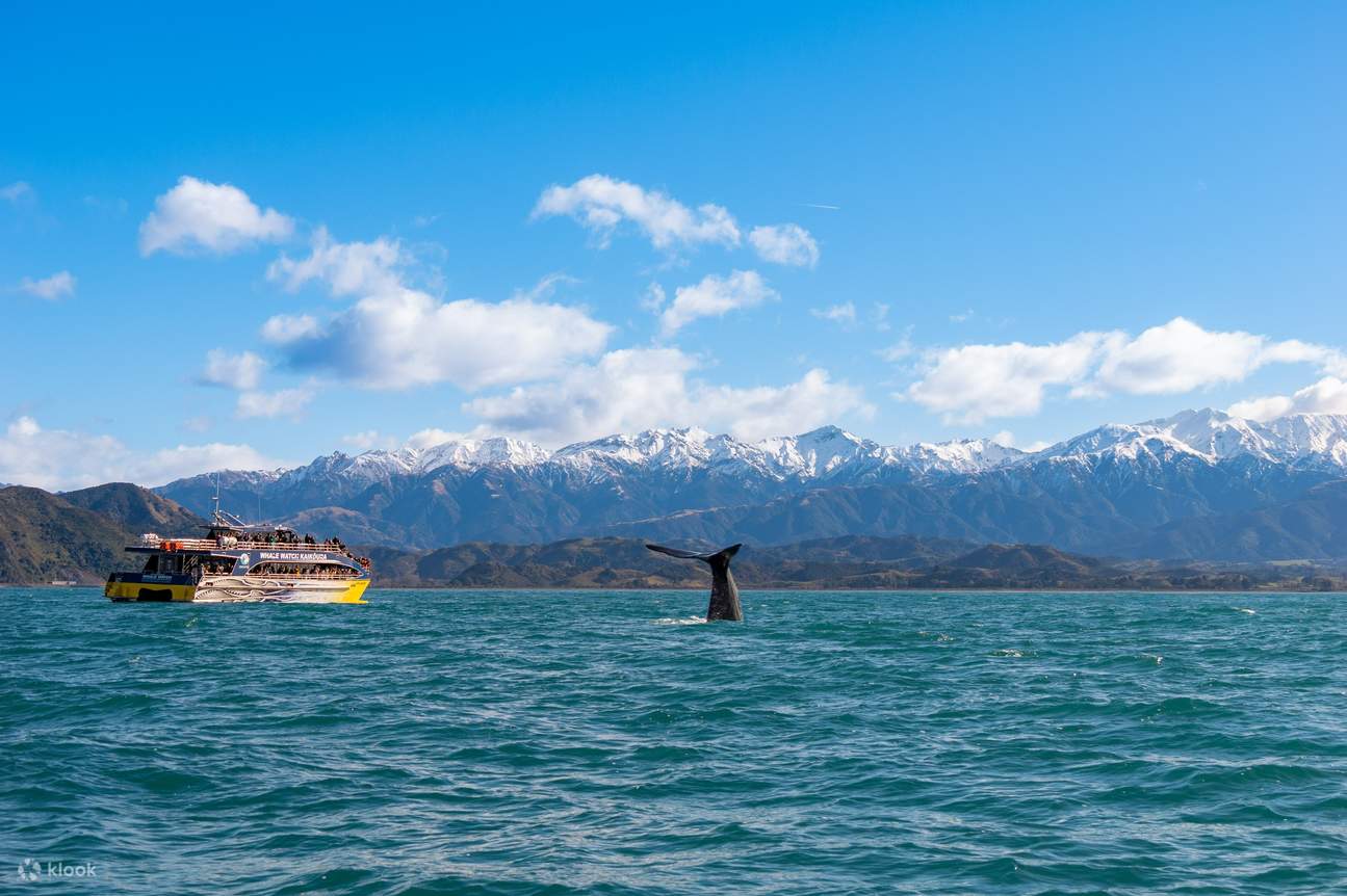 凯库拉赏鲸游船之旅 - Klook客路