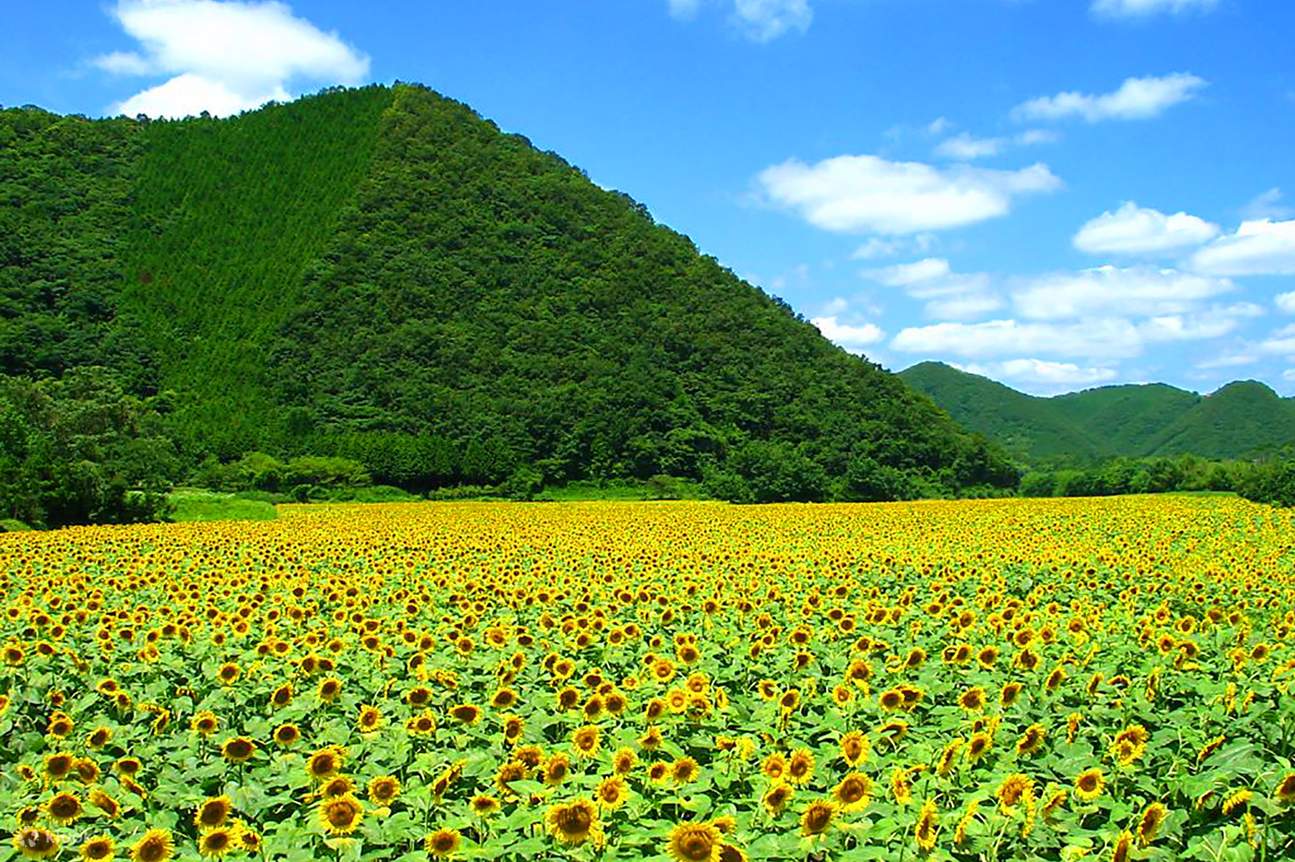 Namko Sunflower Field & Orchard All You Can Eat Fruit & Kobe Sanda ...
