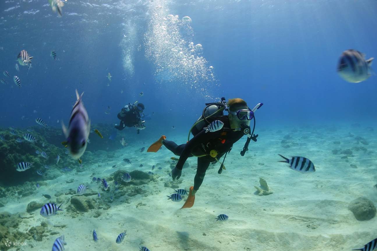 Kerama Tokashiki Island Snorkeling and Diving Experience in Okinawa ...