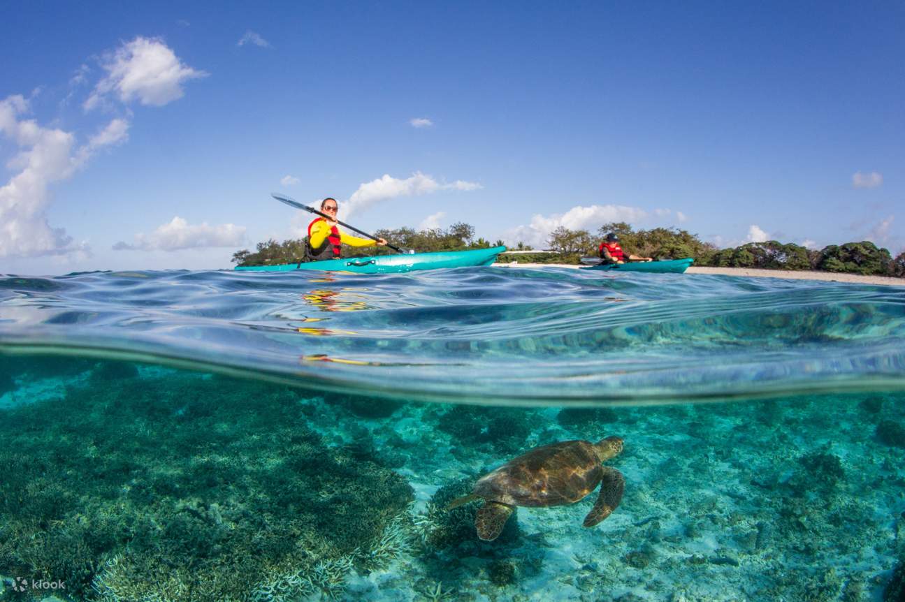 Lady Elliot Island & Great Barrier Reef Day Tour from Agnes Water - Klook