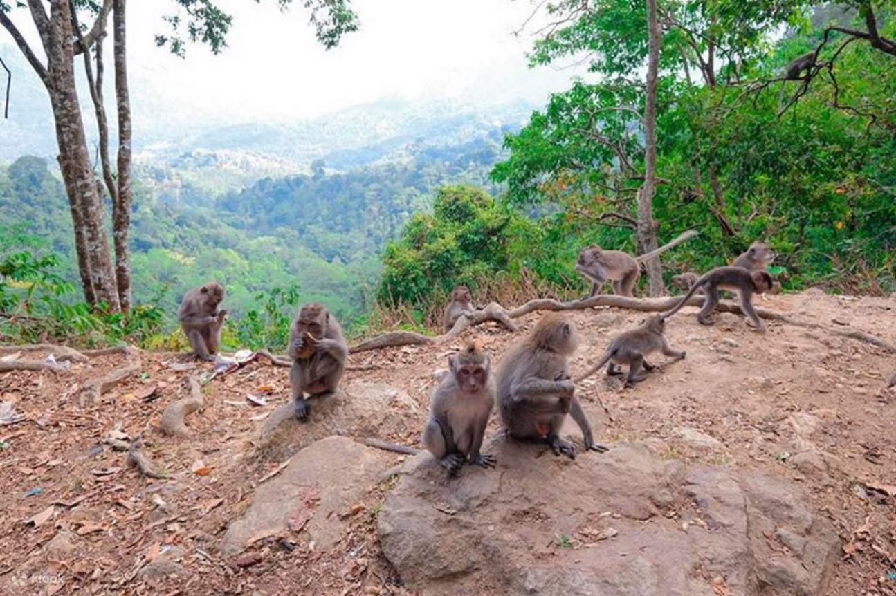 Lombok Waterfalls and Monkey Forest Private Day Tour - Klook Singapore