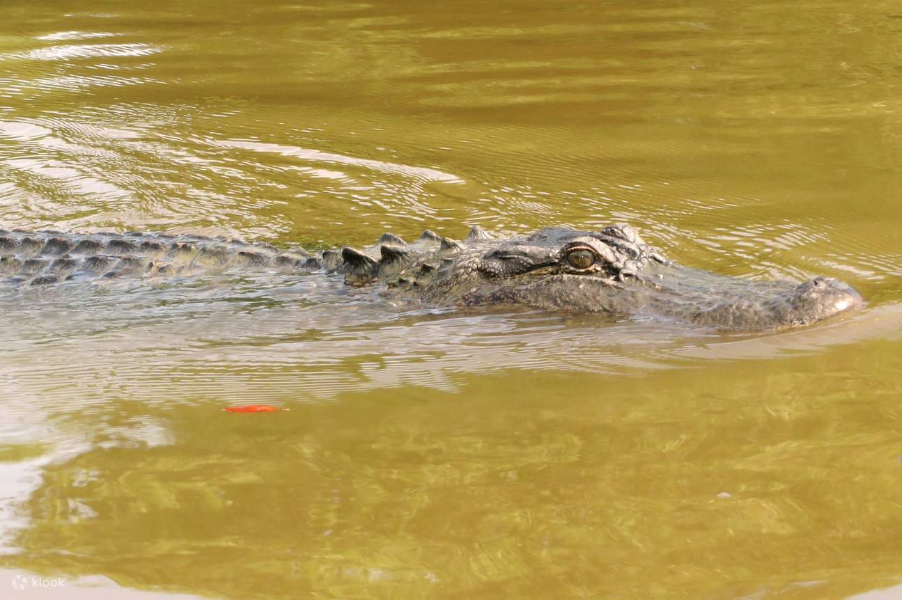 Swamp and Bayou Sightseeing Boat Tour with Transportation from New ...