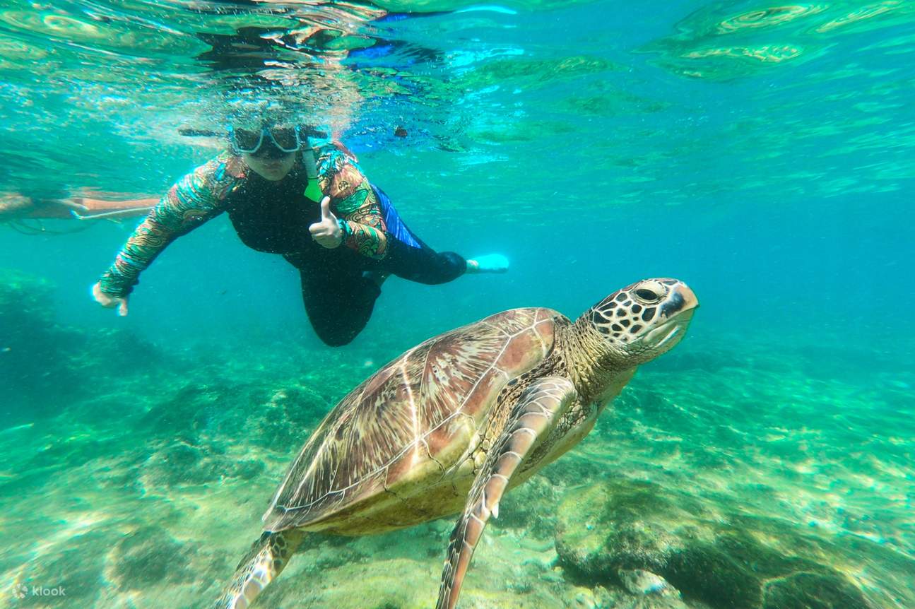 Apo Island Join In Snorkeling and Sightseeing Tour from Dumaguete ...