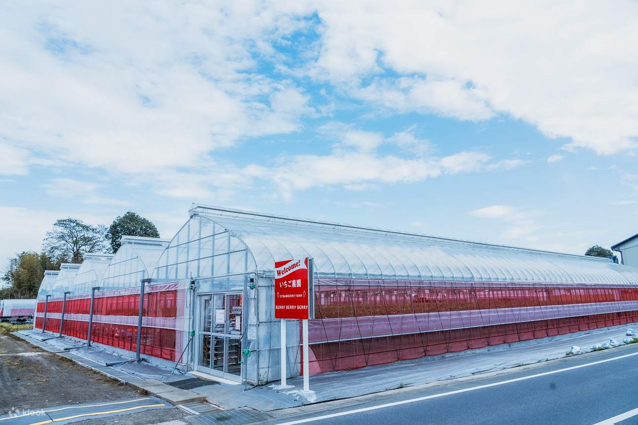 Tokyo, Koedo Kawagoe, Japan's Award-winning Strawberry Picking Day Tour ...