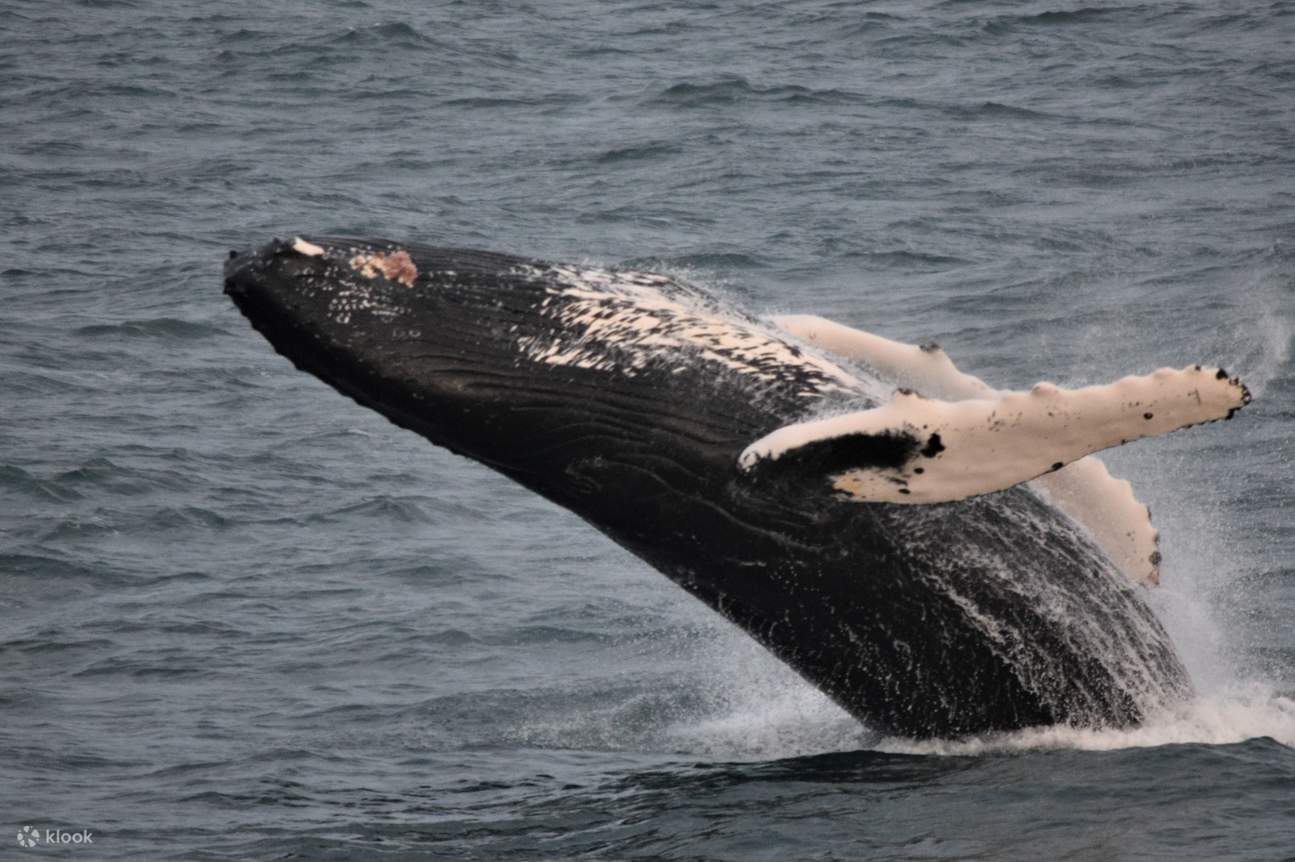 Half-Day Whales and Puffins Cruise Combo Tour in Reykjavik - Klook