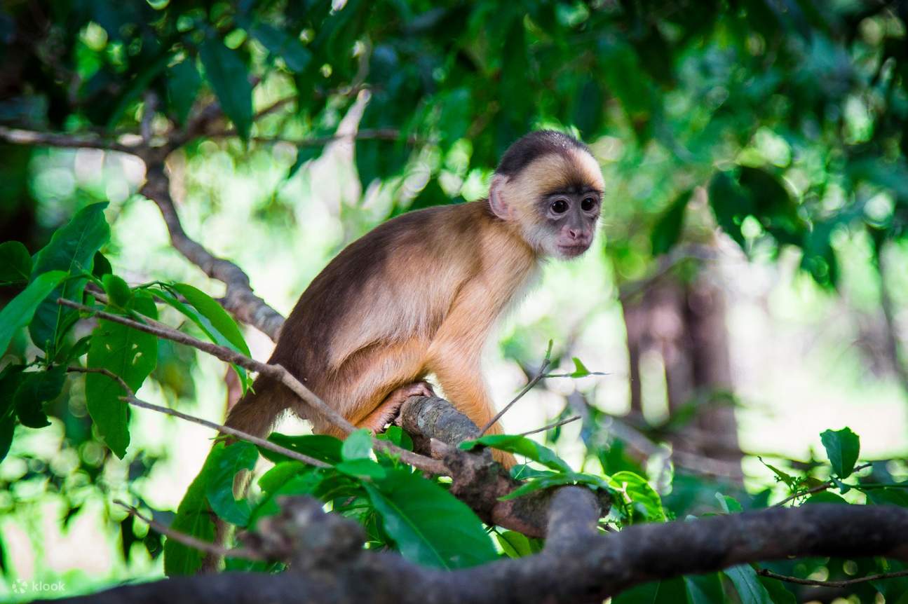 Immerse in Nature: Manu Amazon Tour 3 Days Adventure - Klook India