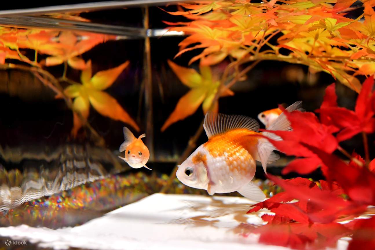 Art Aquarium Museum GINZA Admission Ticket - Klook United States