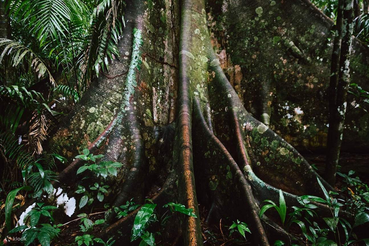 Embark on a Thrilling 5-Day Manu National Park Tour: Explore the Amazon ...