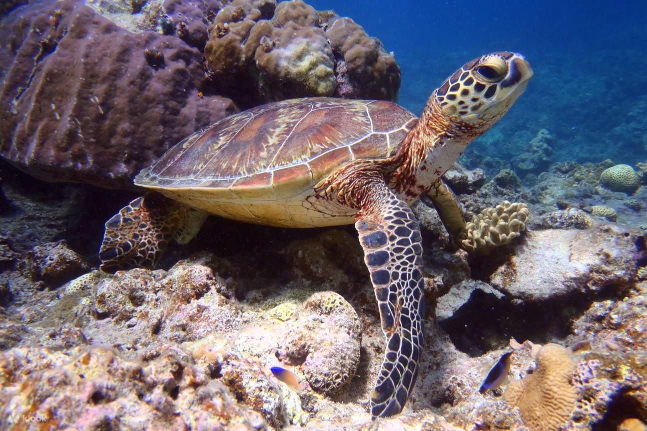 Kerama Tokashiki Island Snorkeling and Diving Experience in Okinawa - Klook