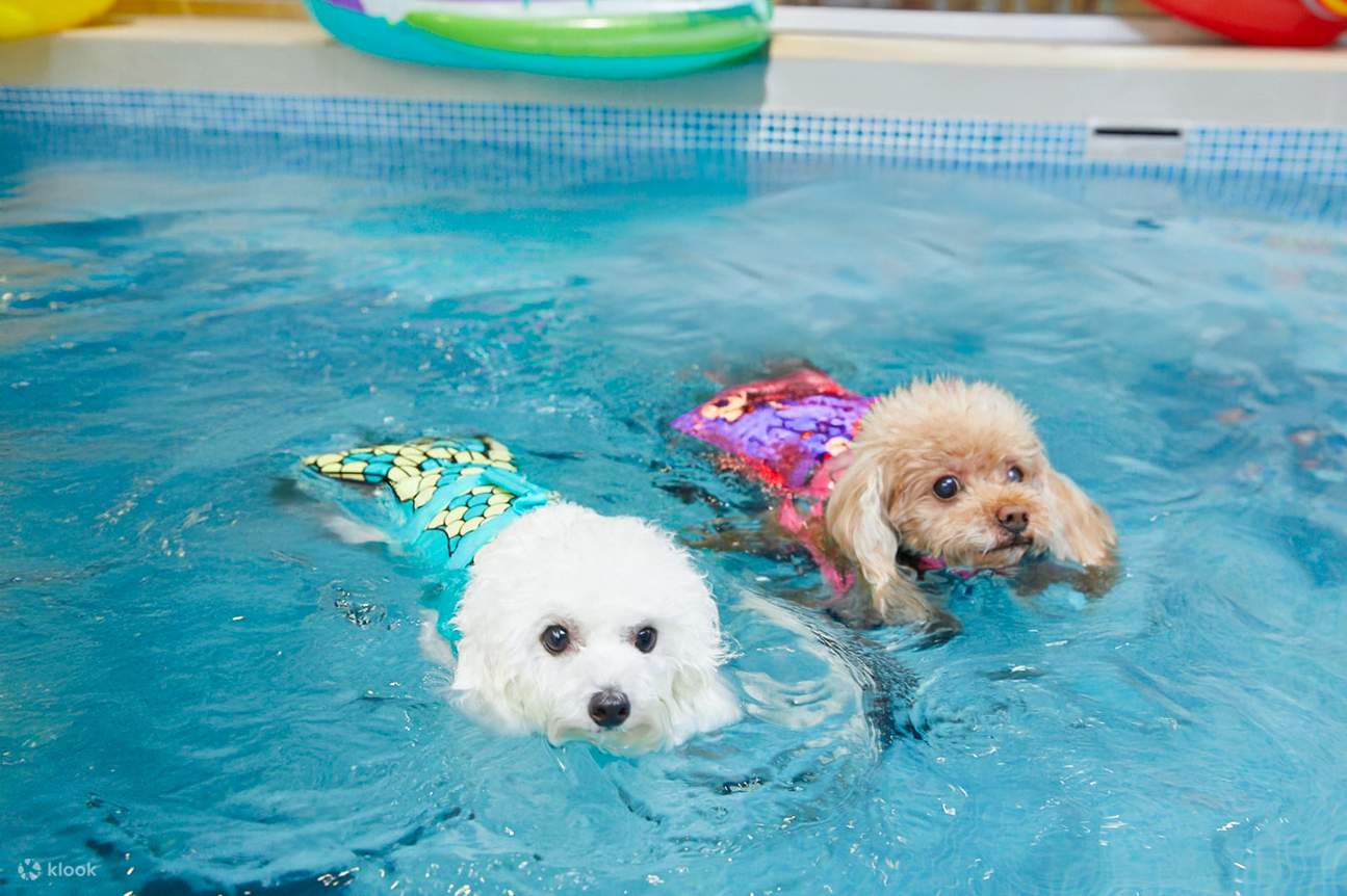PRIVATE i PETS Indoor Dog Pool | Causeway Bay | Kowloon Tong - Klook