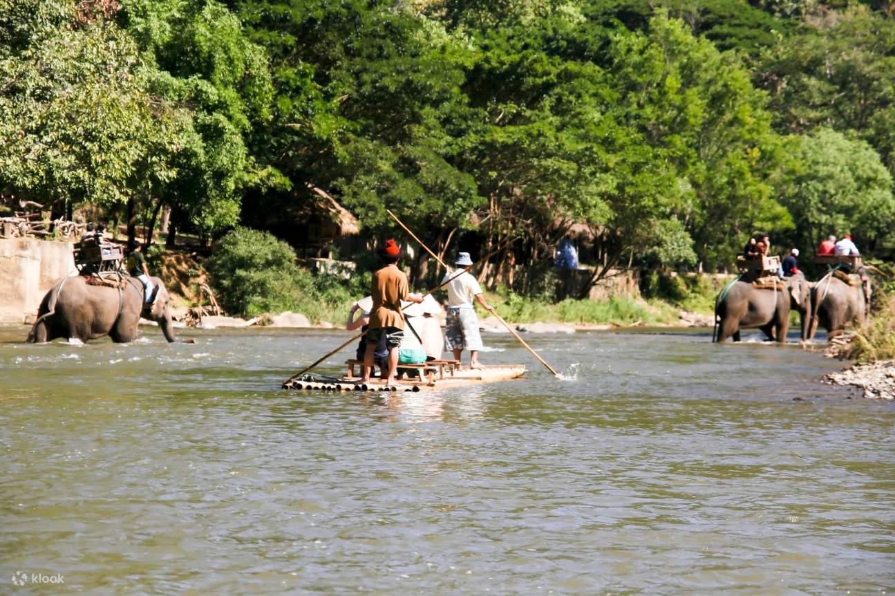 Elephant Jungle Journeys: Chiangmai's Best Budget Deals Await! - Klook ...