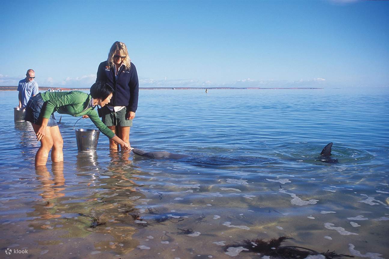 4 Day Monkey Mia Bus Tour - Klook Australia