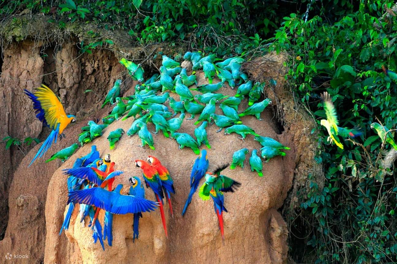 Embark on a Thrilling 5-Day Manu National Park Tour: Explore the Amazon ...