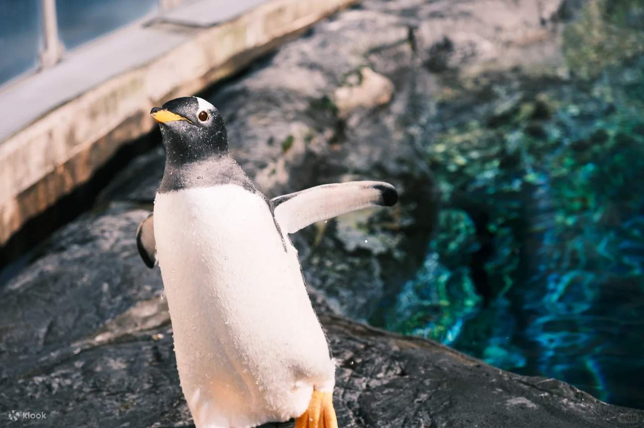 Asahiyama Zoo, Sounkyo Snow Festival, and Otokoyama Sake Brewery Day ...