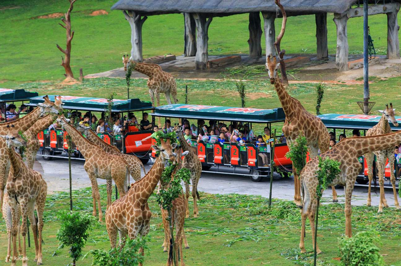 Guangzhou Chimelong Safari Park Ticket - Klook Singapore